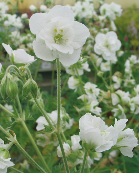 Brikettlager - Mini 5 - Garden Living