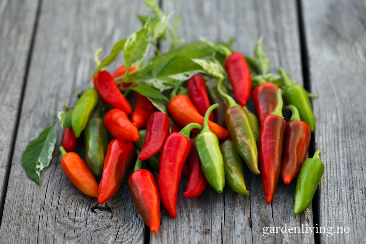 Chilipepper 'Fish Pepper' - Capsicum annuum - Garden Living